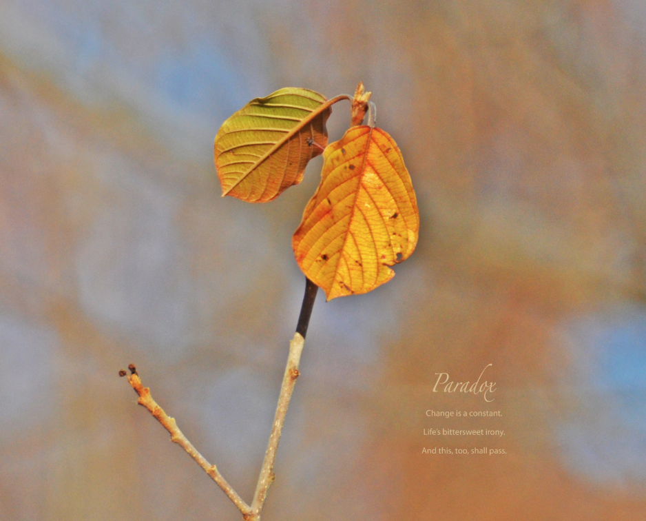 January 15 - A Kaleidoscope of Haiku