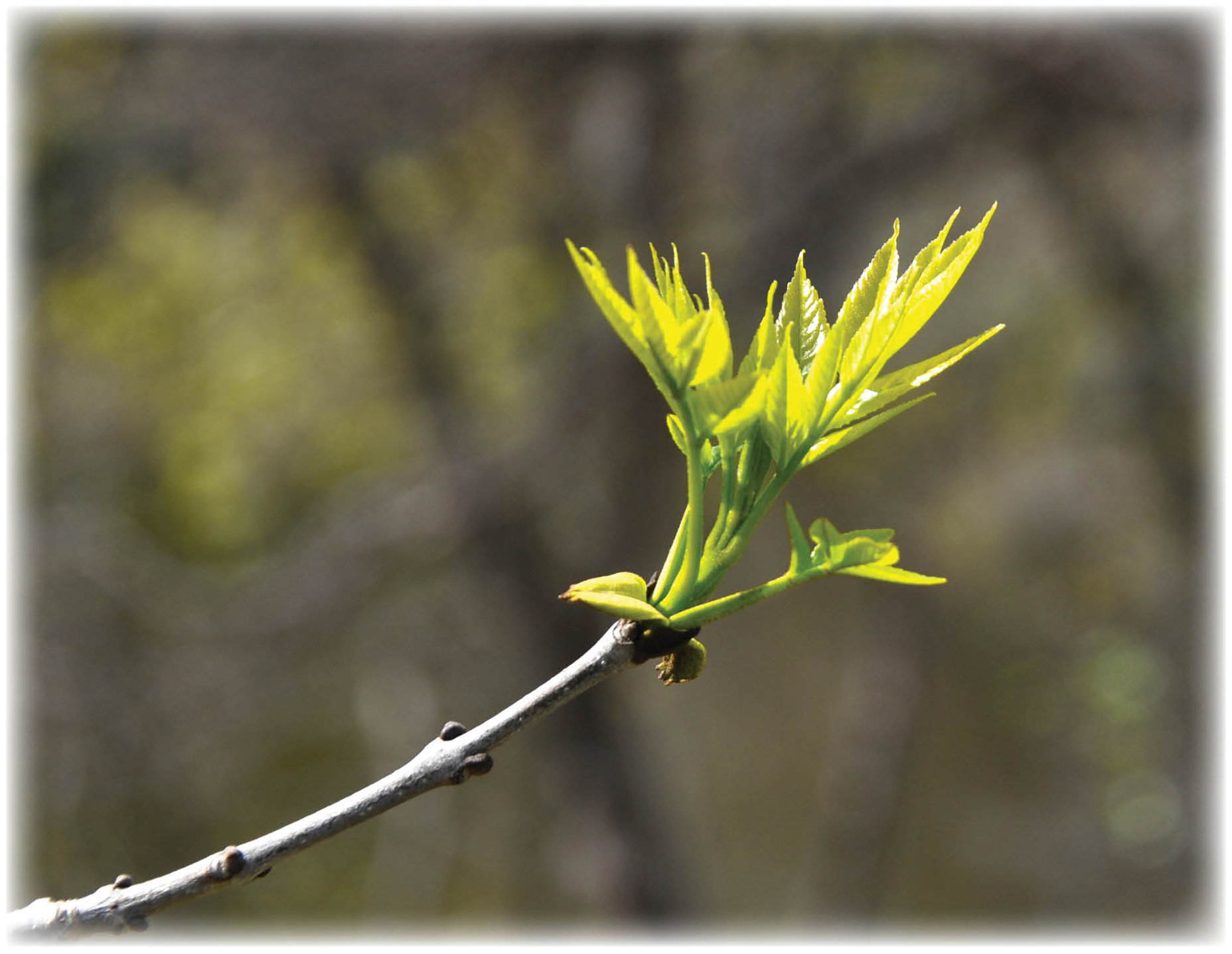 An Invitation to Consciously Participate in the Evolution of Life ...