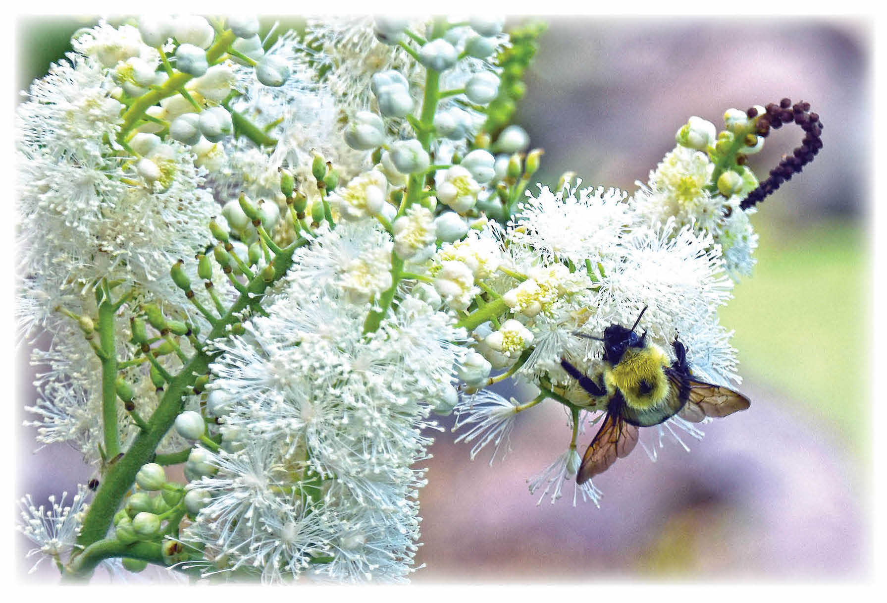 Session 5 Redux: Underlying Patterns - Wholeness - Kaleidoscope
