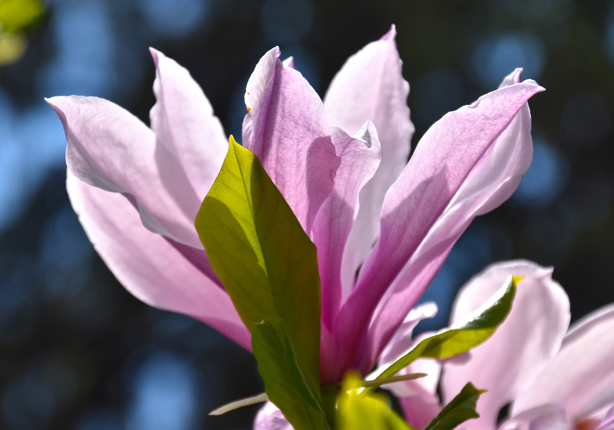 A Haiku: Meaning - Kaleidoscope